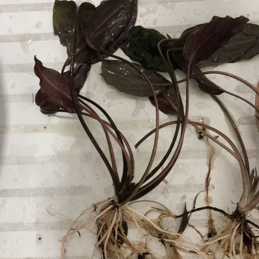 Аквариумные растения