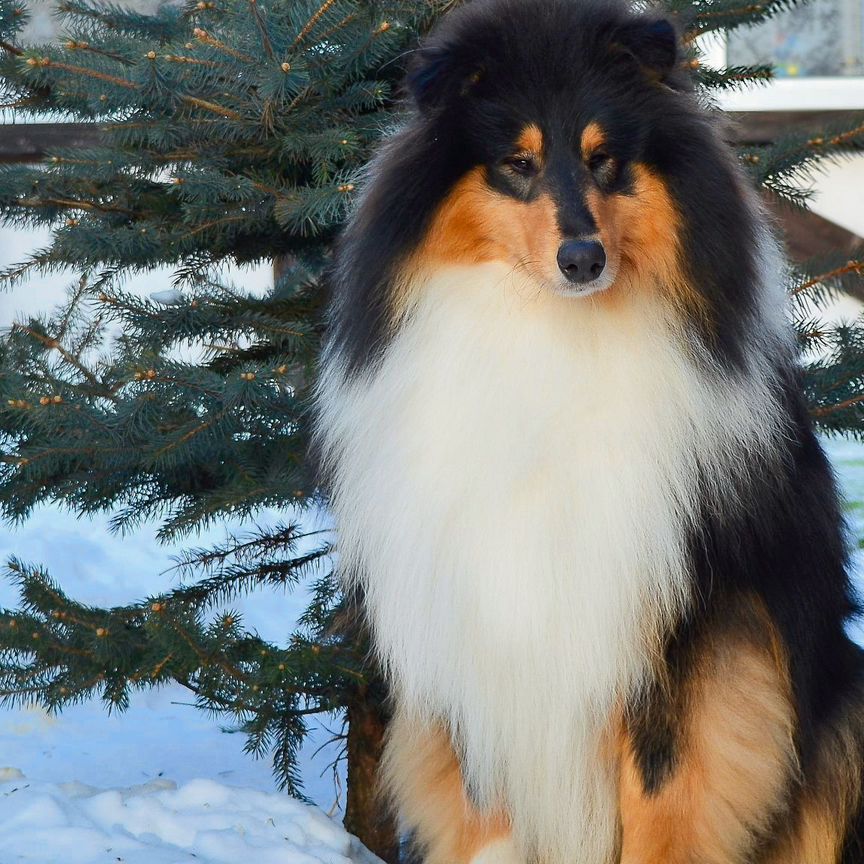 Щенки колли