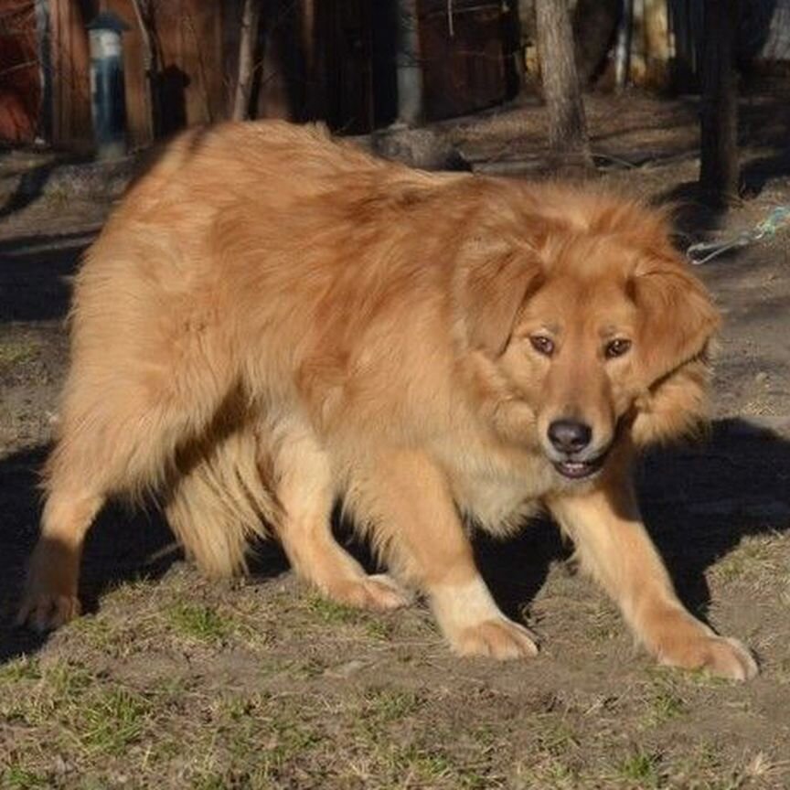 Отдам молодую шикарную стерильную собаку