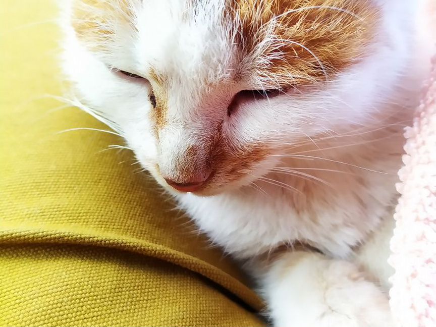 Деревенская кошка мышеловка