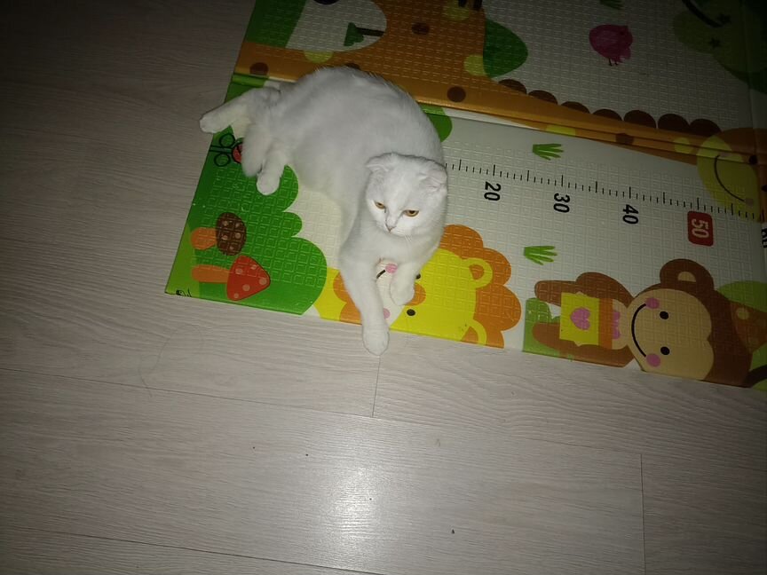 Шотландская вислоухая