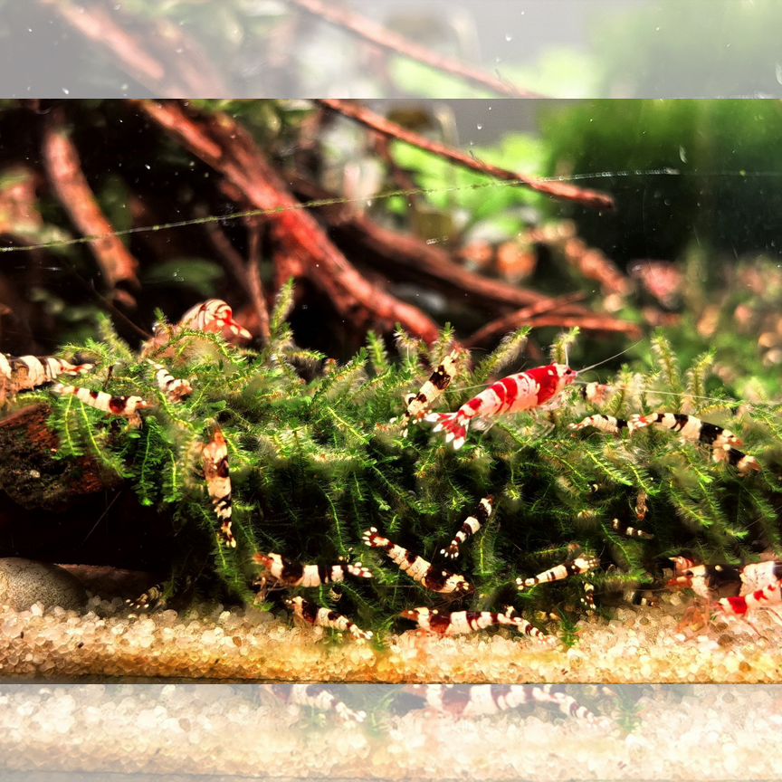 Креветки кристалл