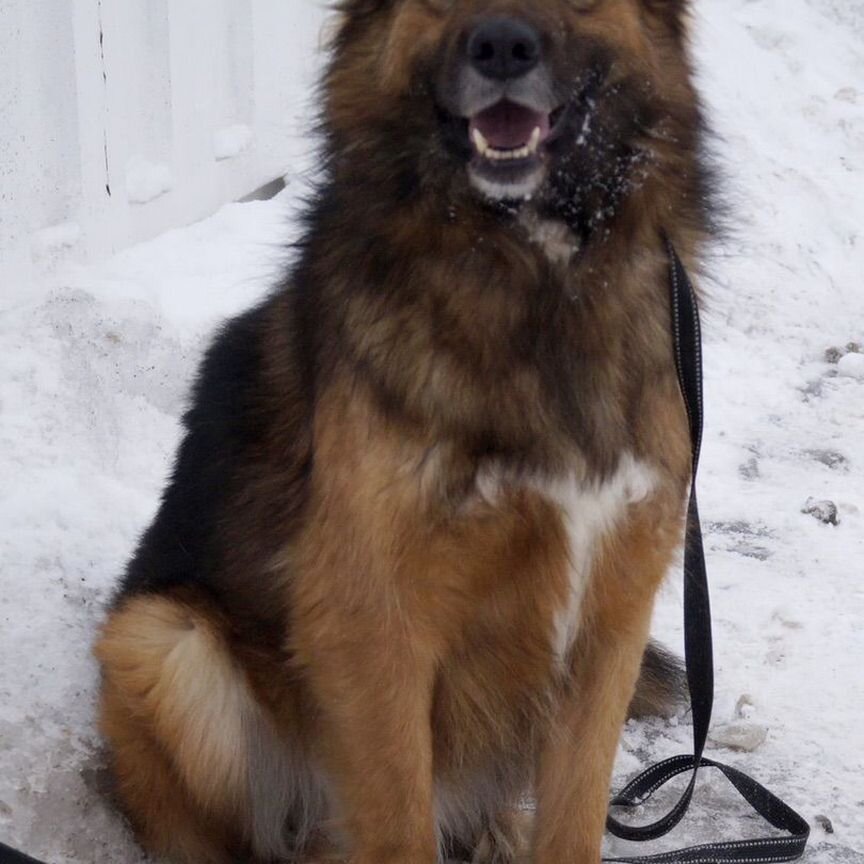 Кобель в добрые руки