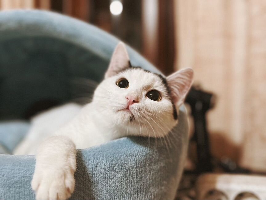 Пенни ищет дом