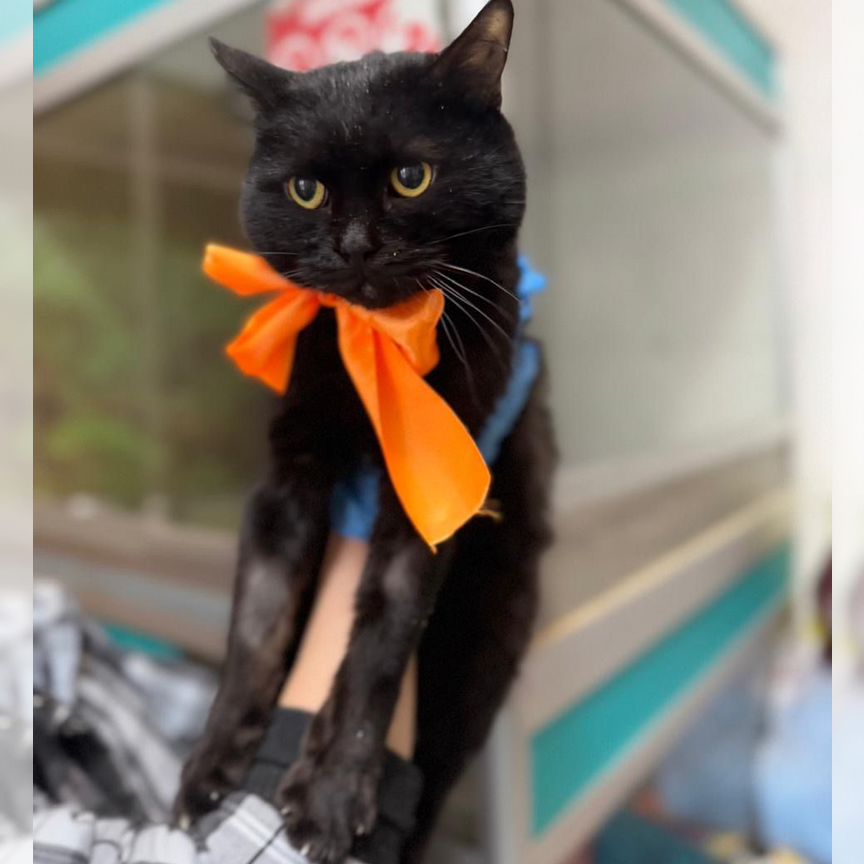 Котик Бакс из приюта