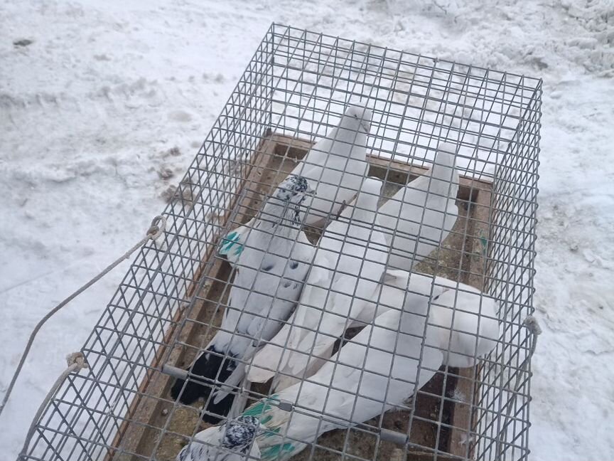 Бакинцы широкохвостые