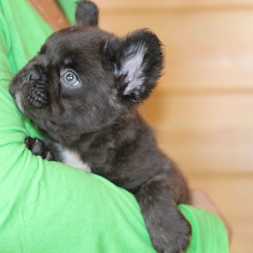 Француженка - Красотка эксклюзив