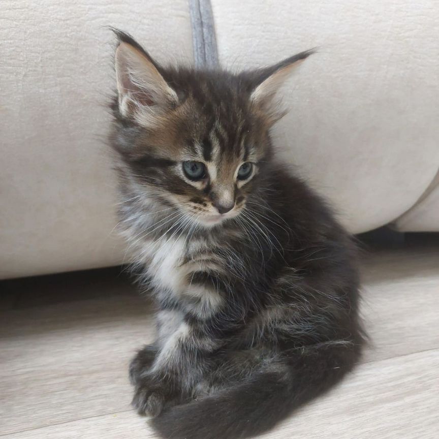 Котята мейн-кун