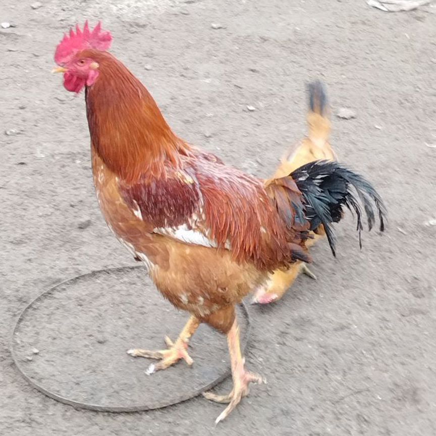 Петушки живые и мясом