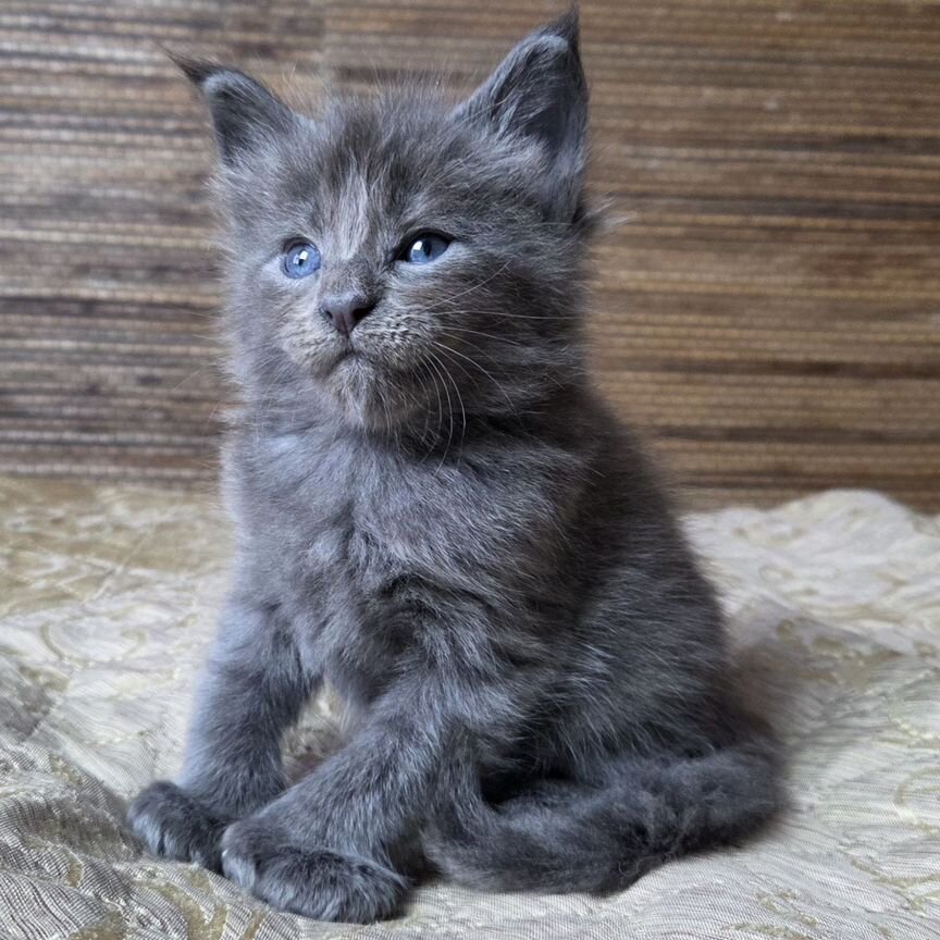 Мейн-кун котёнок