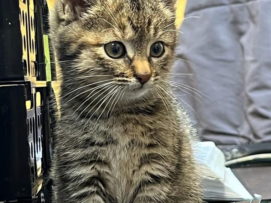 Котёнок в добрые руки