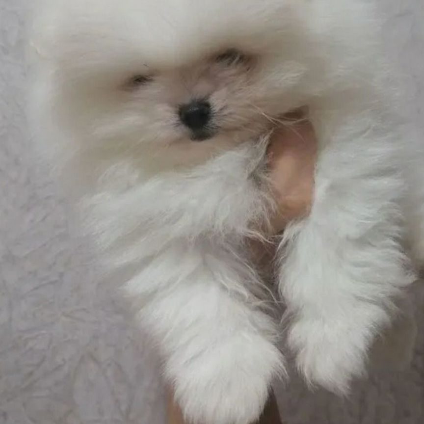 Померанский шпиц, щенок