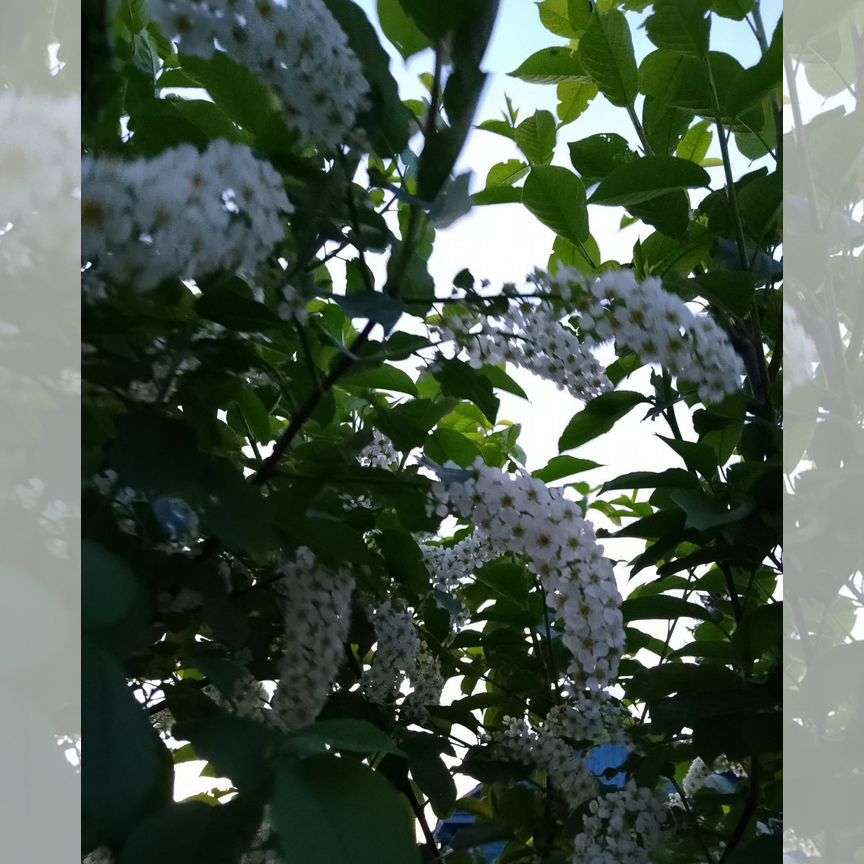 Взрослый пёс в добрые руки