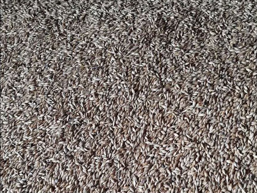 Гречиха, Кормовой овёс корма