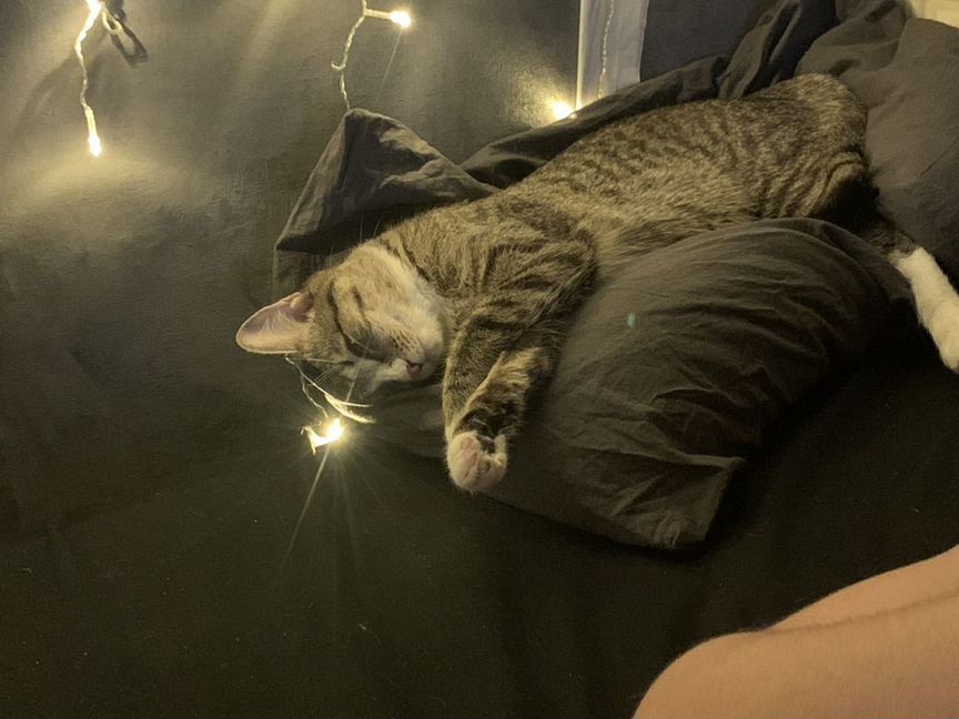 Ищем кота для кошки