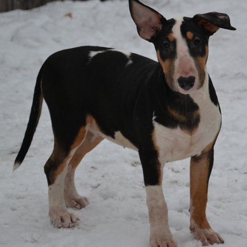 Бультерьер, щенок