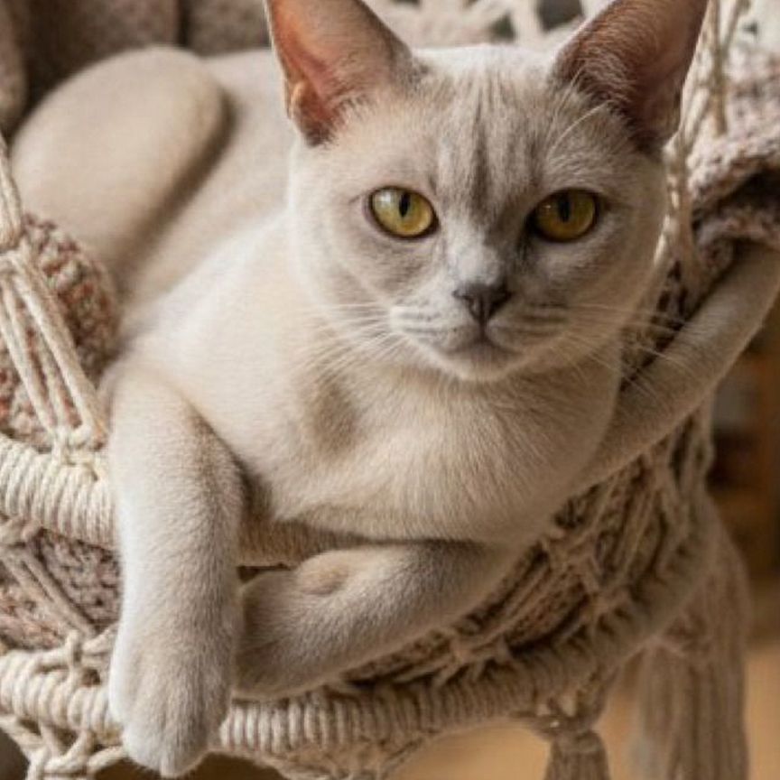 Европейская бурманская, взрослая кошка