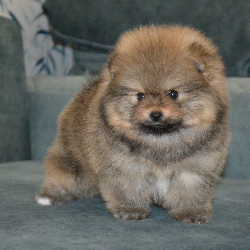 Померанский шпиц мини мишка оранж соболь мальчик
