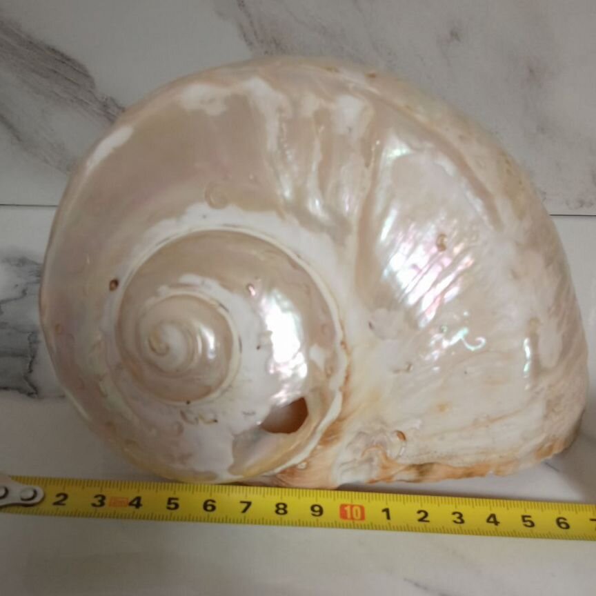 Морская перламутровая ракушка 17см