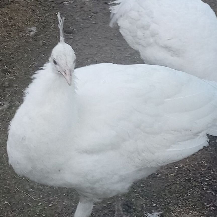 Продам белого павлина (мальчик) 10 месяцев