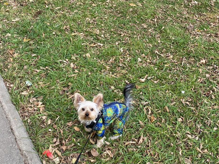 Маленькая собака