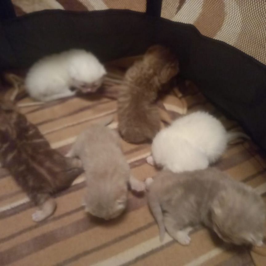 Британские котятки
