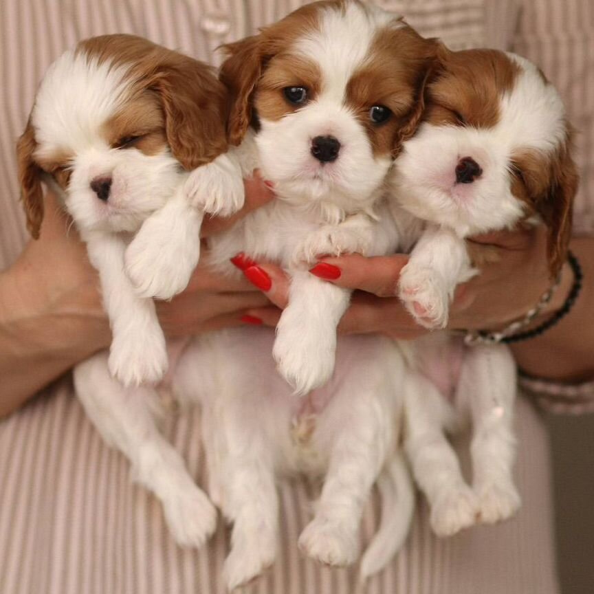 Кавалер кинг-чарльз-спаниель, щенок