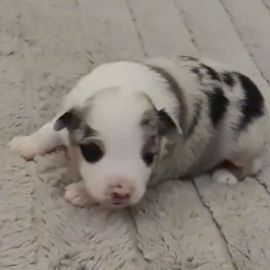 Миниатюрная американская овчарка, щенок