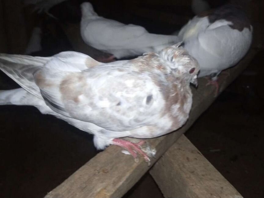 Продажа голубей