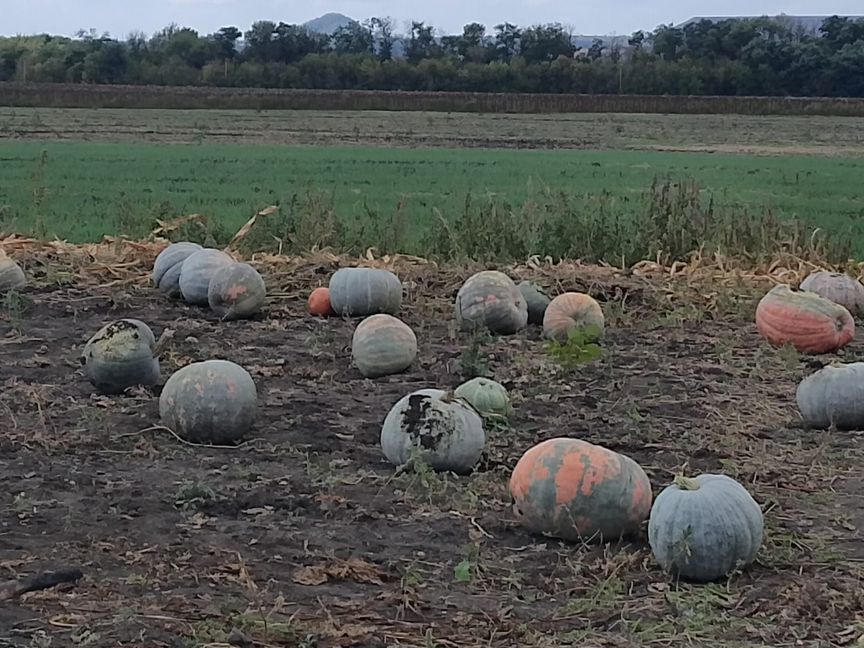 Кабак кормовой