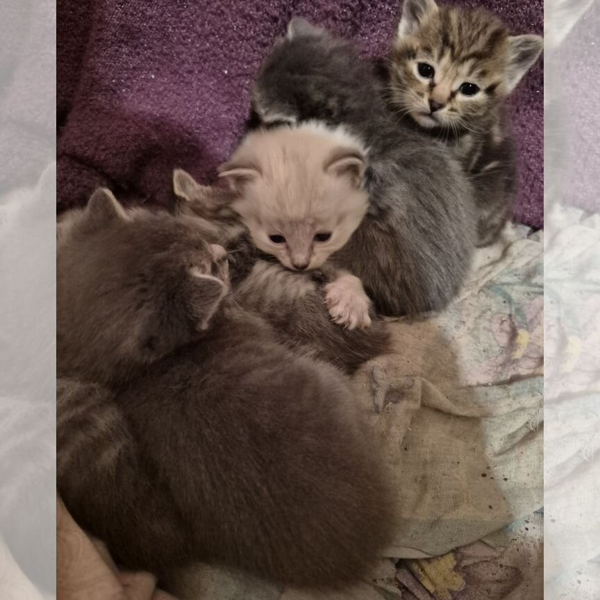 Котята от кошки мышеловки