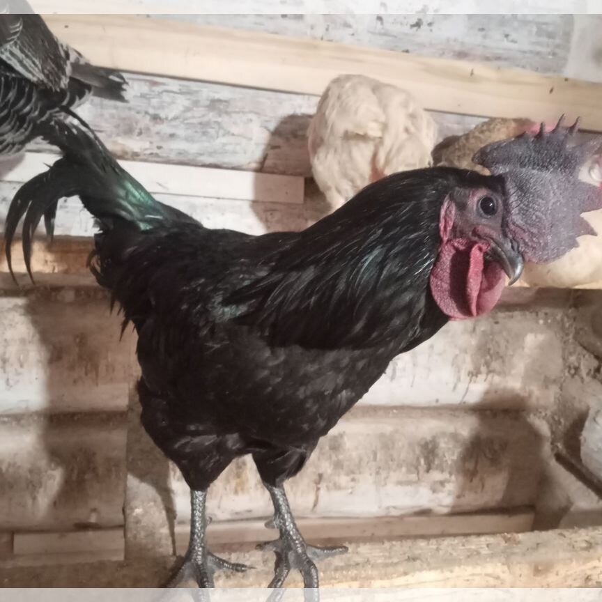 Продам петуха