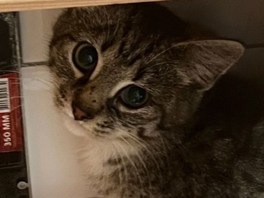 Котенок один выживал в гаражах. Девочка