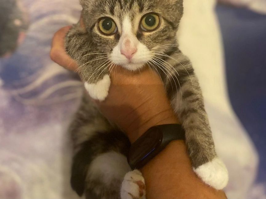 Я хочу быть домашней