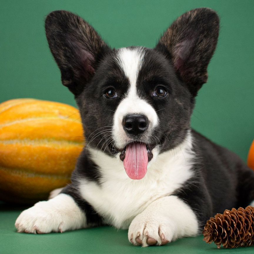 Матильда ищет своих людей. Девочка корги-кардиган