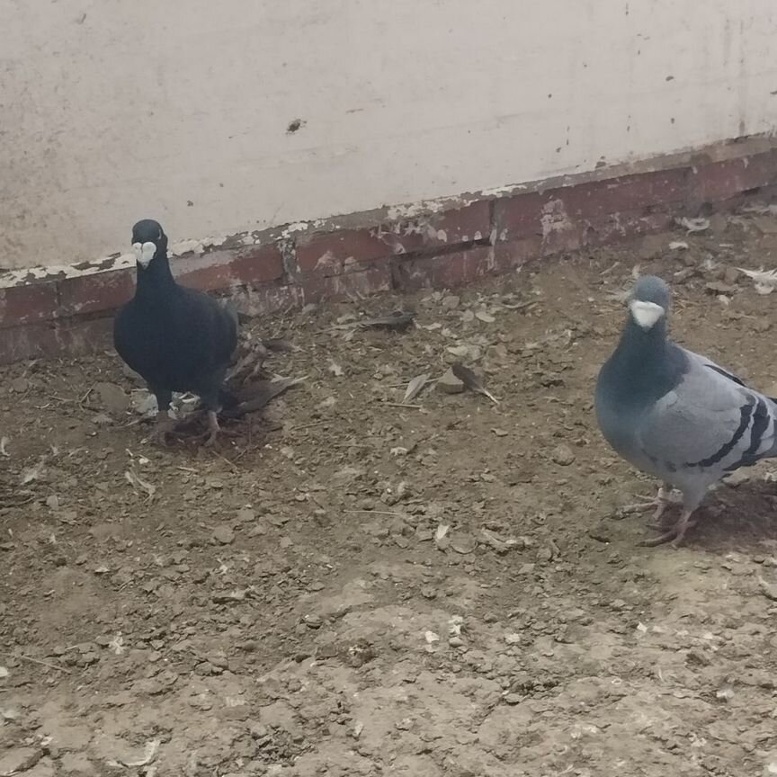 Голуби немцы