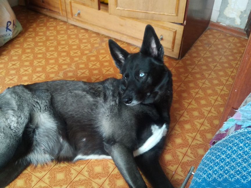 Отдам собаку Хаски Бесплатно в добрые руки