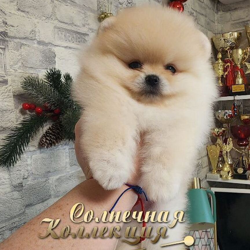 Померанский шпиц, щенок