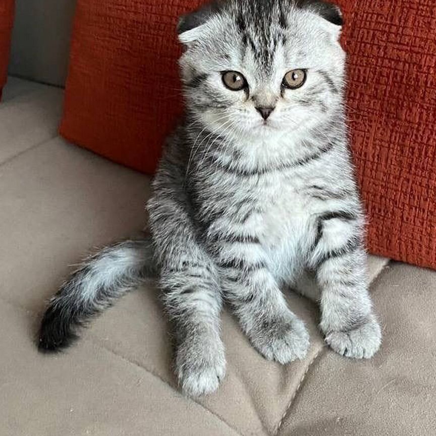 Шотландские котята