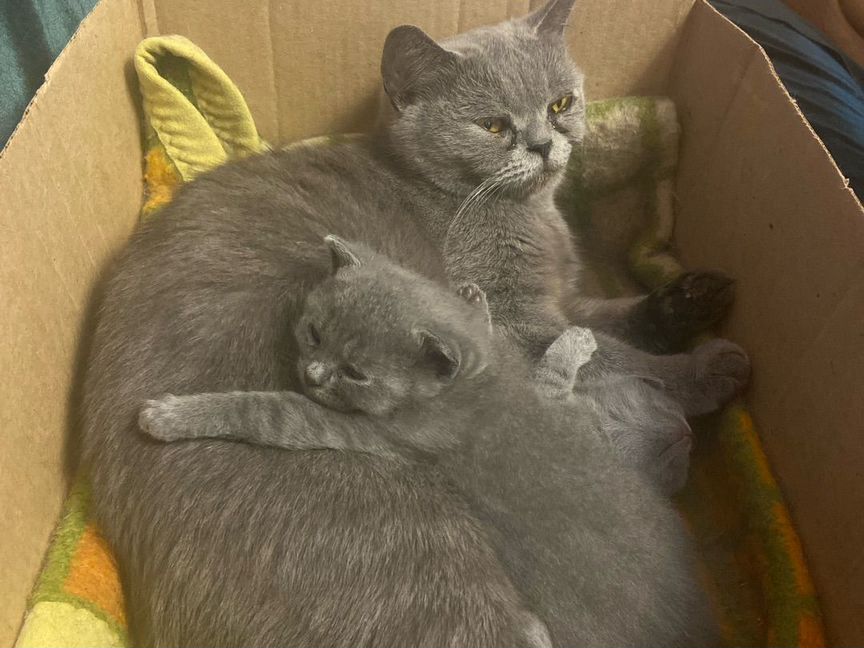 Британские котята