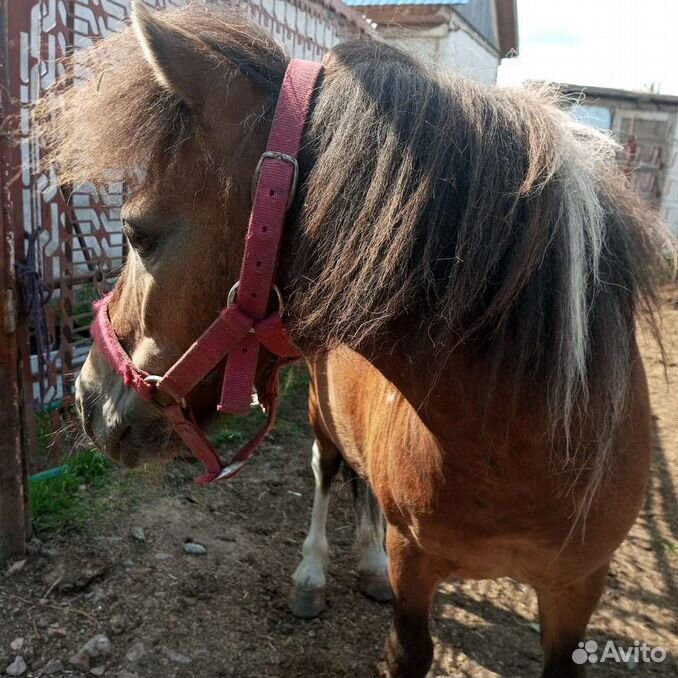 Лошадь, пони