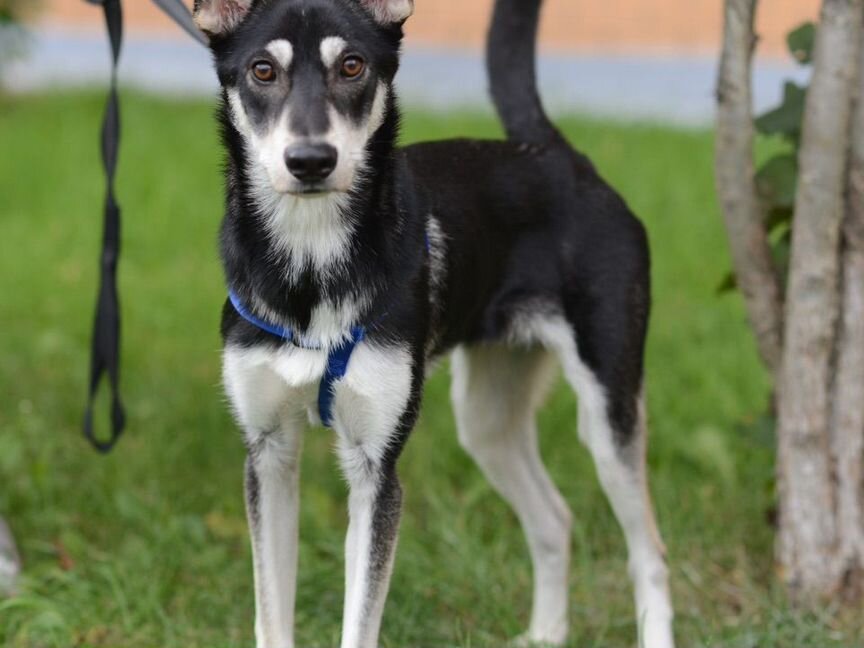 Щенок мальчик Арсик 10 мес ищет дом