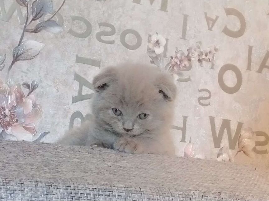 Шотландская