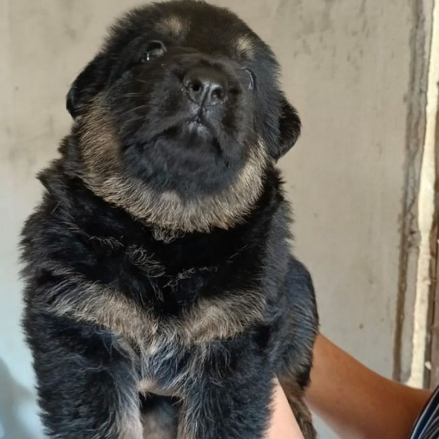 Щенки немецкой овчарки