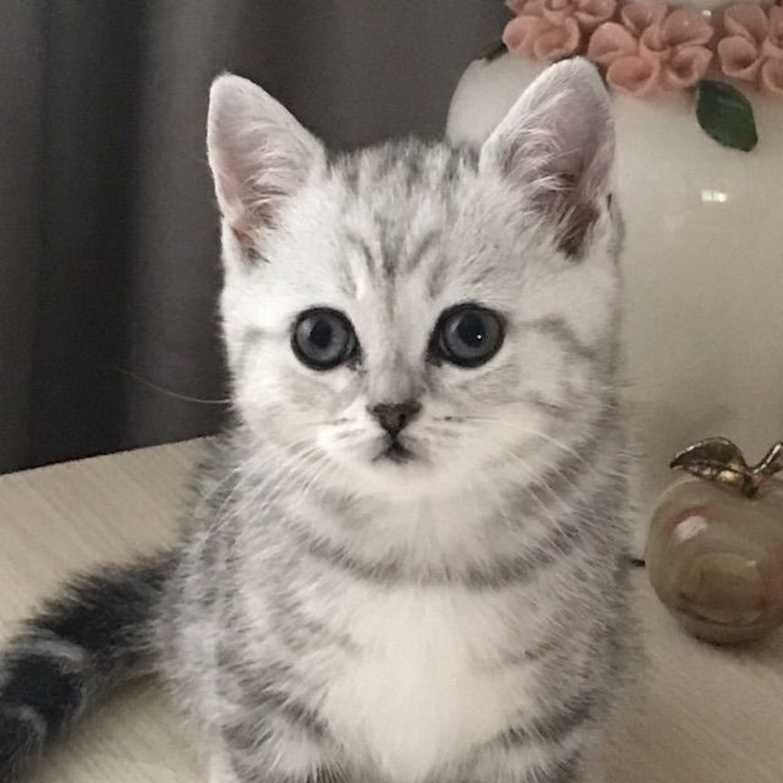 Прямоухий котик