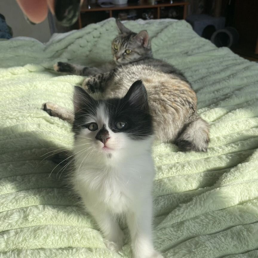 Котенок