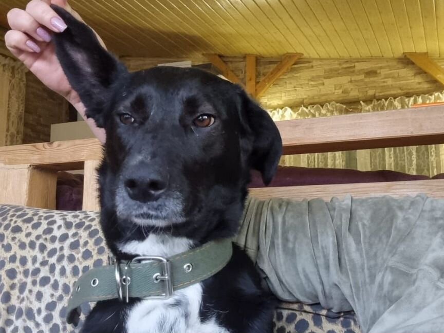 Собака милаха