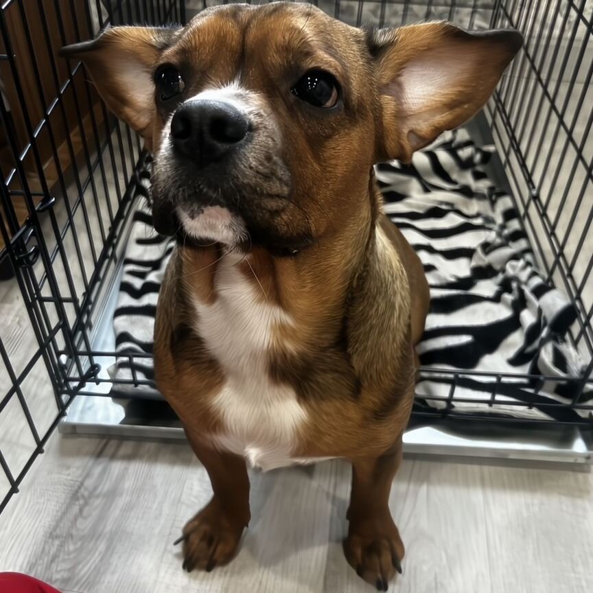 Щенок в добрые руки