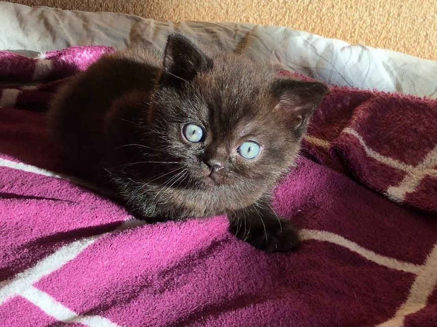 Котенок британский