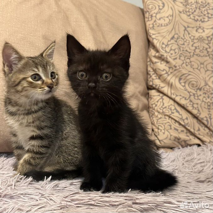 Метисы британца